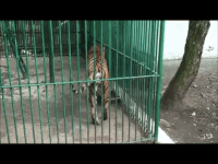 Zoos GIFs - Get the best gif on GIFER