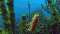 Shrimp GIFs - Get the best gif on GIFER