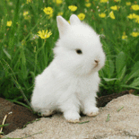 Rabbits GIFs - Get the best gif on GIFER