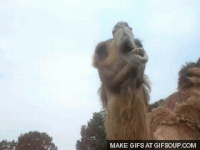 Camel GIFs - Get the best gif on GIFER