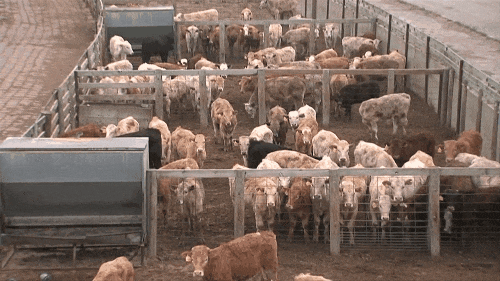 Factory farming GIF - Conseguir o melhor gif em GIFER