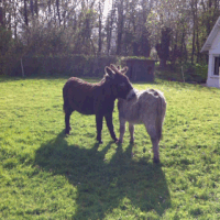 Donkey GIFs - Get the best gif on GIFER