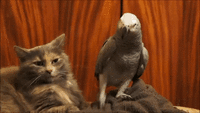 Annoying GIFs - Get the best gif on GIFER
