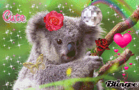 Koala GIFs - Get the best gif on GIFER