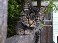 Repository GIFs - Get the best gif on GIFER