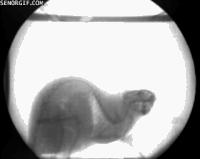 Tadpole GIFs - Get the best gif on GIFER