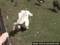 Pelican GIFs - Get the best gif on GIFER