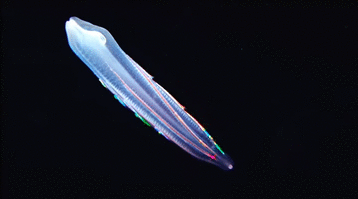 Deep sea bioluminescence GIF - Conseguir o melhor gif em GIFER