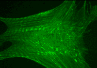 Celula GIF - Conseguir o melhor gif em GIFER