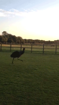 Emu GIFs - Get the best gif on GIFER