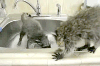 Sink GIFs - Get the best gif on GIFER