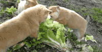 Cabbage GIFs - Get the best gif on GIFER