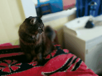 Nexus GIFs - Get the best gif on GIFER