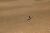 Paloma GIFs - Get the best gif on GIFER