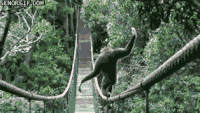 Gibbon GIFs - Get the best gif on GIFER