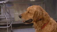 Lysol GIFs - Get the best gif on GIFER