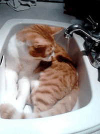 Sink GIFs - Get the best gif on GIFER