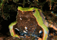 Tadpole GIFs - Get the best gif on GIFER