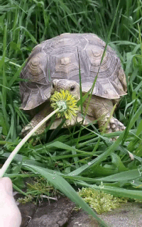 Tortoises GIFs - Get the best gif on GIFER