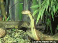 Cobra GIFs - Get the best gif on GIFER