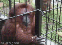 Scale GIFs - Get the best gif on GIFER