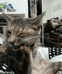 Trim GIFs - Get the best gif on GIFER