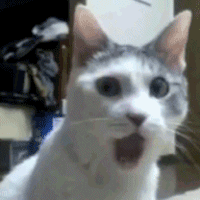 Gif Animado De Incredulidad Más De 40 Imágenes Gratis De Incrédulo