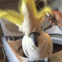 Cockatoos GIFs - Get the best gif on GIFER