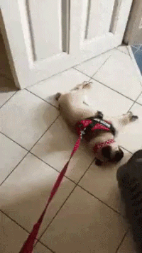 Pug GIFs - Get the best gif on GIFER