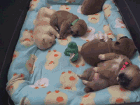 Nap GIFs - Get the best gif on GIFER