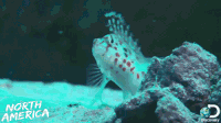 Fisch GIFs - Get the best gif on GIFER