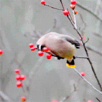 Naturaleza GIF - Conseguir el mejor gif en GIFER