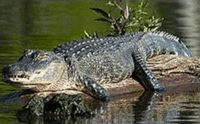 Alligator GIFs - Get the best gif on GIFER