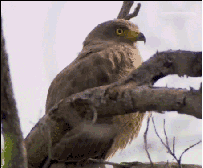 Squawk GIF - Conseguir o melhor gif em GIFER