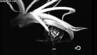 Giant squids GIFs - Get the best gif on GIFER