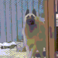 Doggo GIFs - Get the best gif on GIFER