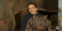 Wombats GIFs - Get the best gif on GIFER