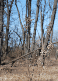 Prairie GIFs - Get the best gif on GIFER