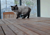 Hogar GIFs - Get the best gif on GIFER