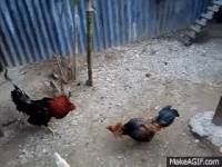 Rooster GIFs - Get the best gif on GIFER
