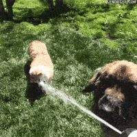 Hose spray GIFs - Get the best gif on GIFER
