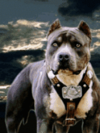 Pitbull GIFs - Get the best gif on GIFER