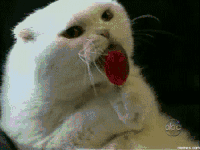 Lollipop GIFs - Get the best gif on GIFER