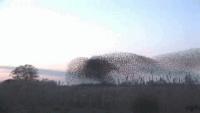 Fearless GIFs - Get the best gif on GIFER