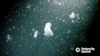 Pteropod гифки, анимированные GIF изображения pteropod - скачать гиф ...