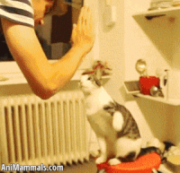 Vet GIFs - Get the best gif on GIFER
