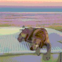 Snoozing GIFs - Get the best gif on GIFER