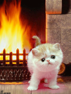 Stay warm GIFs - Get the best gif on GIFER