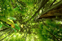 Jungle GIFs - Get the best gif on GIFER