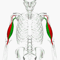 Muscles GIFs - Get the best gif on GIFER